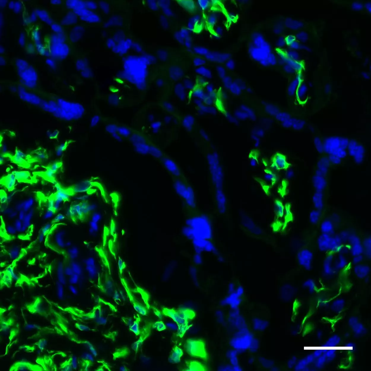 PLAP Antibody, anti-human, REAdye_lease™ | Miltenyi Biotec | USA