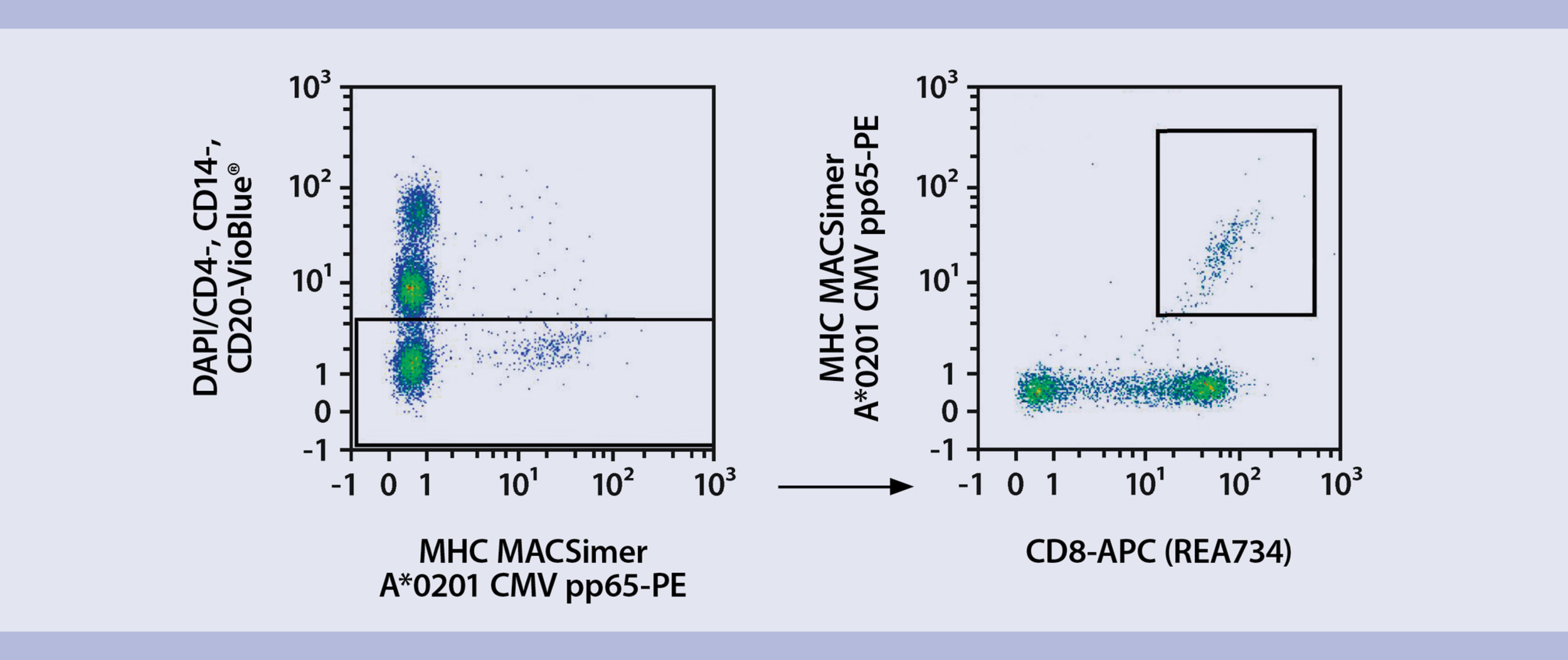 MHC multimer | antigen-specific T cells | MACSQuant Tyto Cell Sorter ...