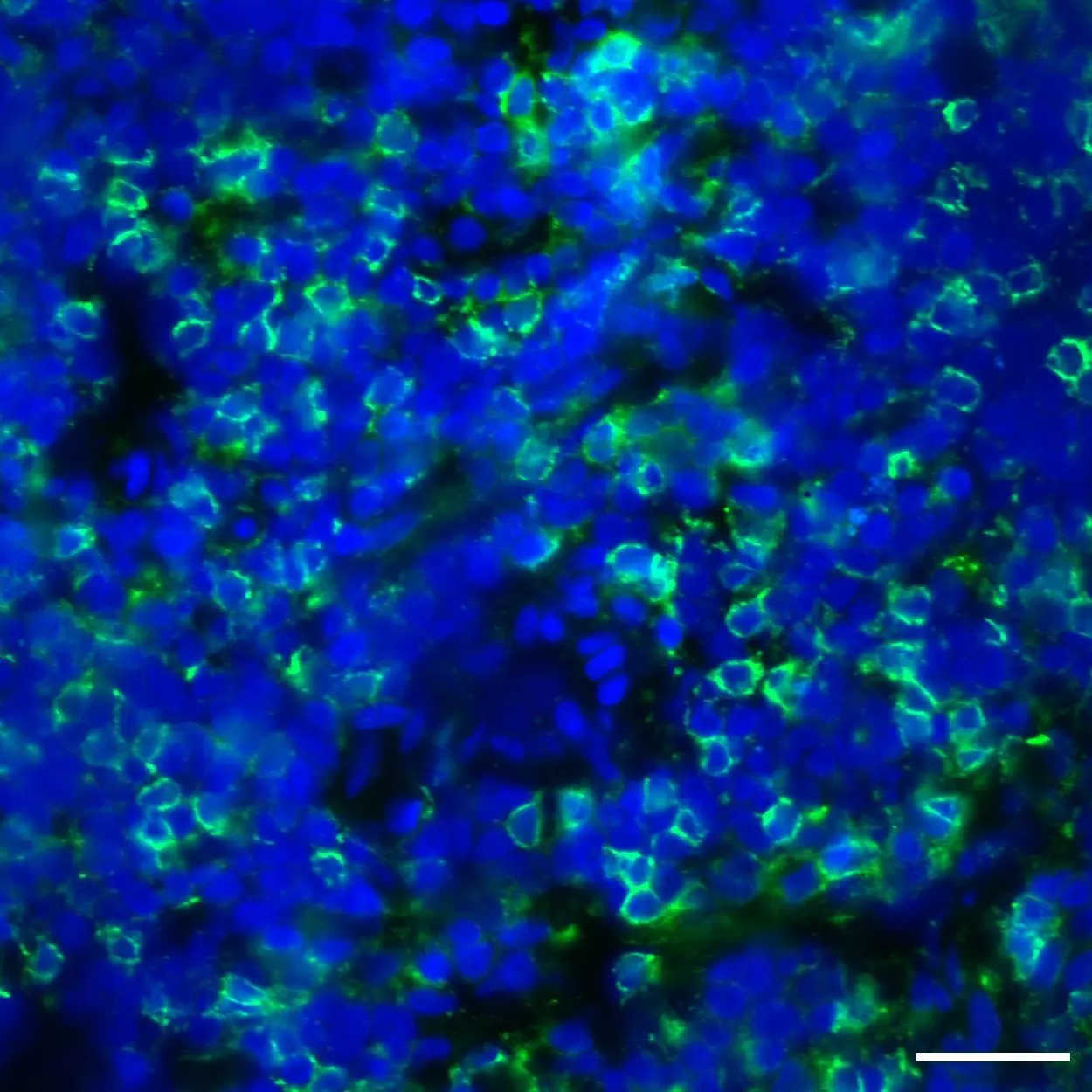 CD8 Antibody, anti-human, REAdye_lease™ | Miltenyi Biotec | India