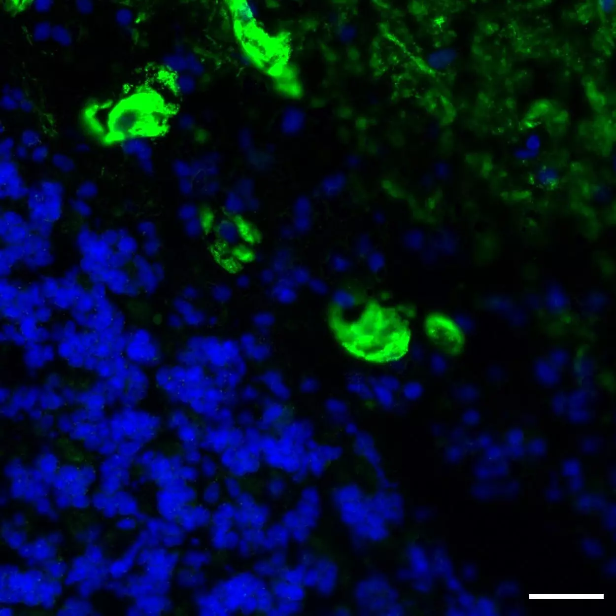 Nicotinic Acetylcholine Receptor Antibody, anti-human/mouse, REAdye ...