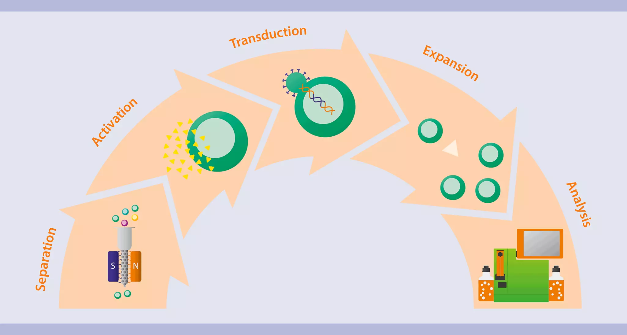 Gamma delta T cells | Research solutions and workflow | Miltenyi Biotec ...