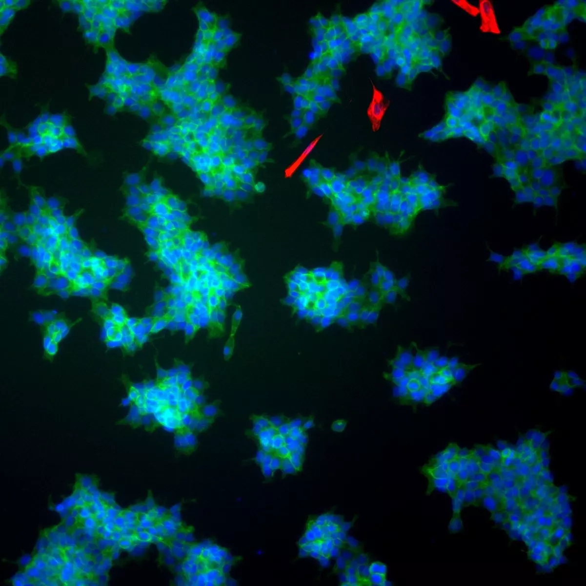 Mouse Cell Depletion Kit | Miltenyi Biotec | USA