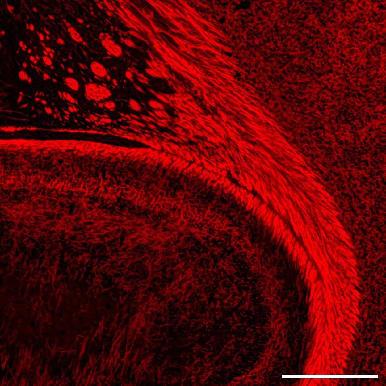 MBP Antibody, anti-human/mouse, REAfinity™ | Recombinant antibodies ...